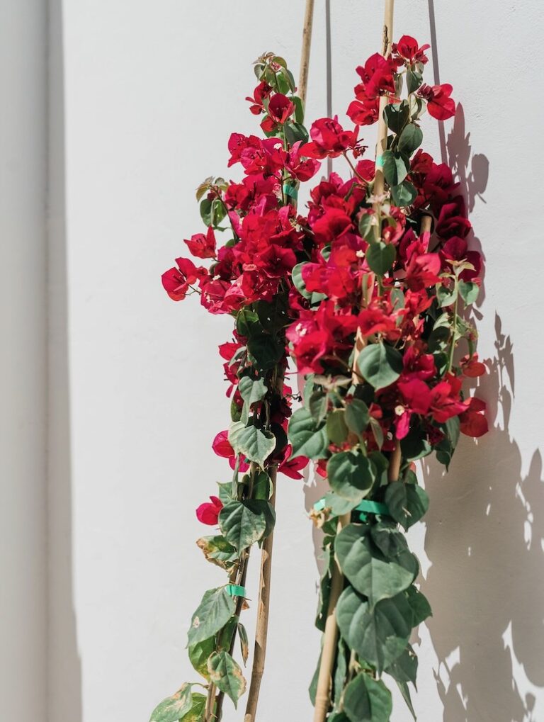 WHITE IBIZA Journal — Casa Arabella