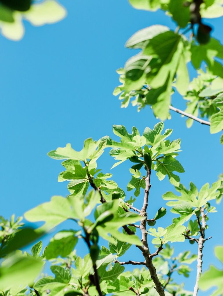 WHITE IBIZA Journal — Casa Arabella